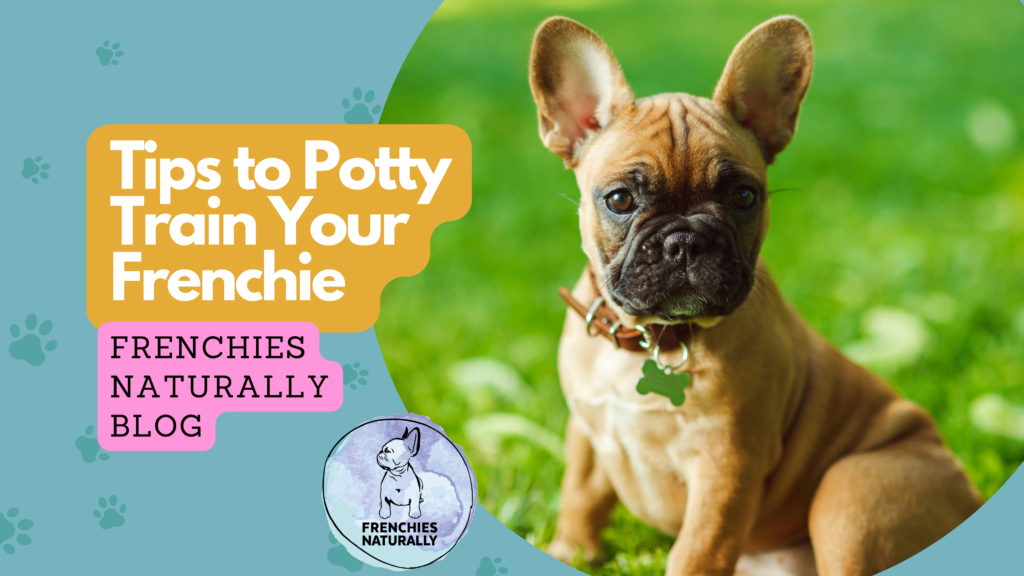 Tips to Potty Train Your Frenchie - Frenchies Naturally